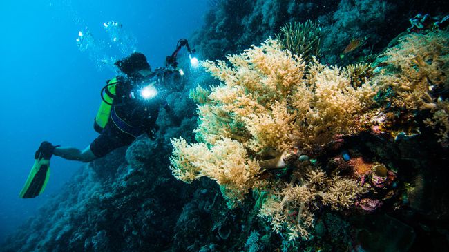 Buton Diving Destination - Why is it Becoming Increasingly Popular ...