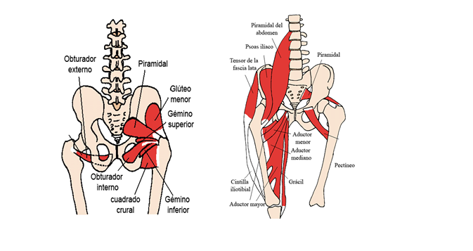 Bienvenido: Músculos del tren inferior