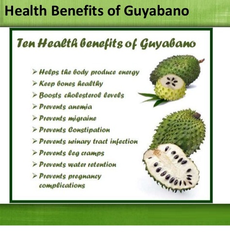️ Benefits of guyabano leaves and fruits. Soursop Tea Benefits and Side Effects. 2019-02-08