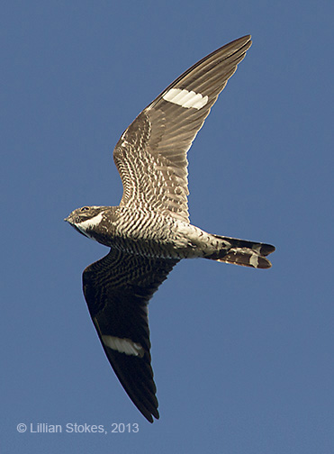 STOKES BIRDING BLOG: Common Nighthawks, 2,202! - Epic flight!!