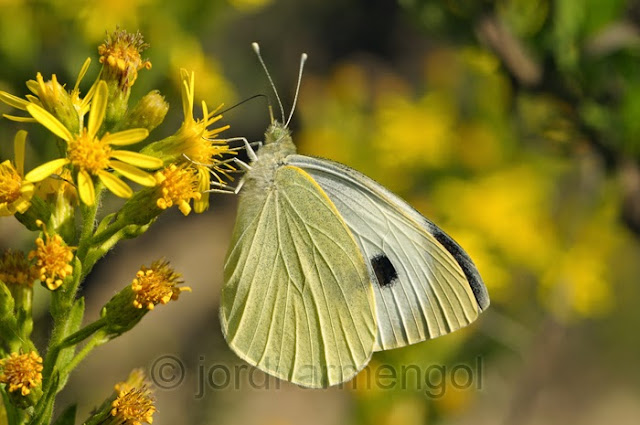 Qüestió de llum: Papallona de la Col