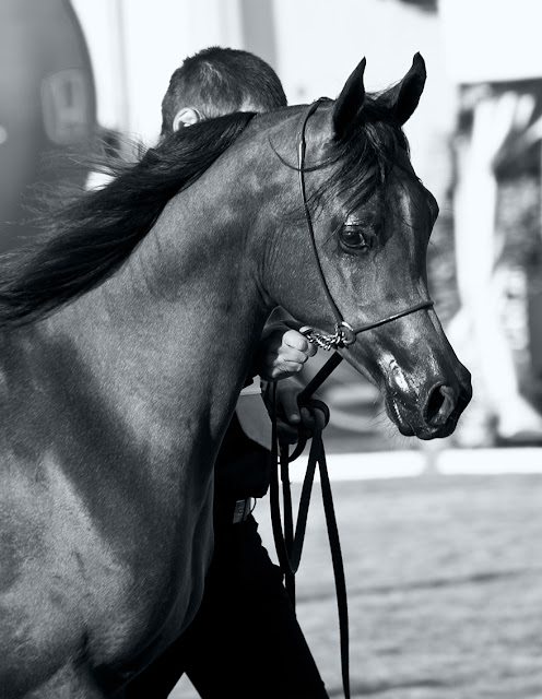 Przekornie w drodze - czyli moje wędrówki w czasie i przestrzeni.: Koń ...