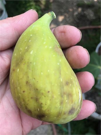 White Greek Fig - Var Tin