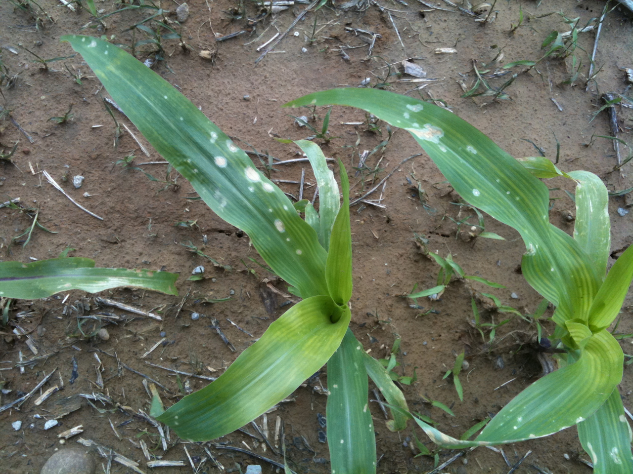 University of Illinois Plant Clinic: U of I Plant Clinic June Crop ...