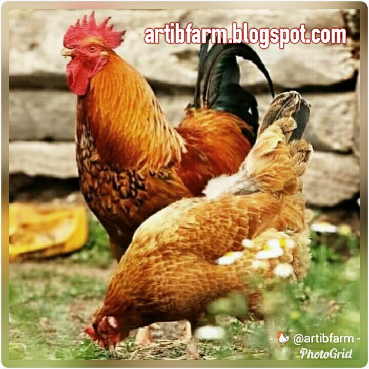 Feed And Space Requirement For Noiler