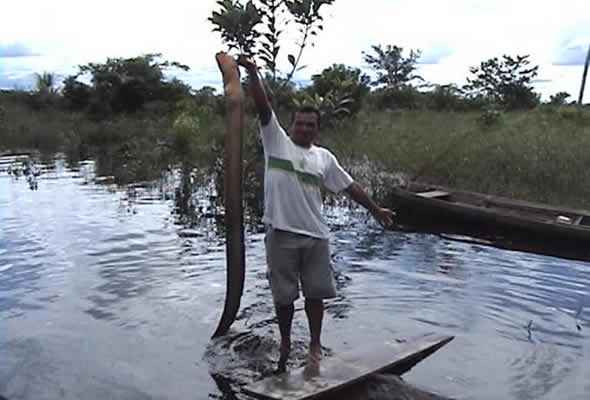 Amapá, minha amada terra!: LENDAS DO AMAPÁ - O Poraquê