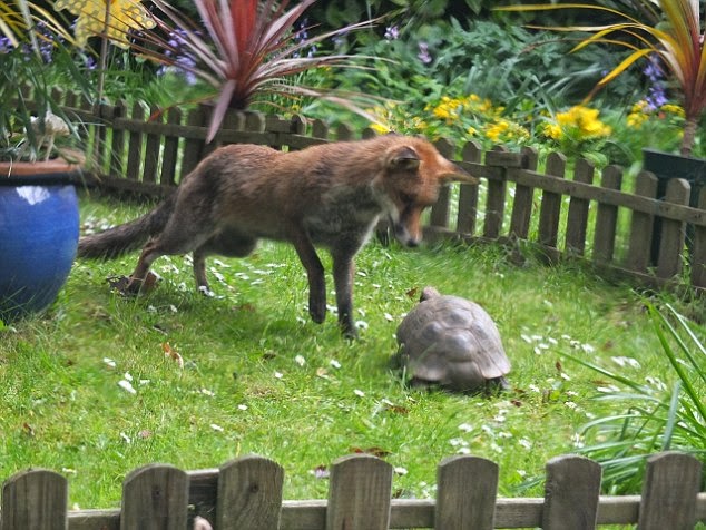 White Wolf : The fox and .... the tortoise: Garden visitor becomes best ...