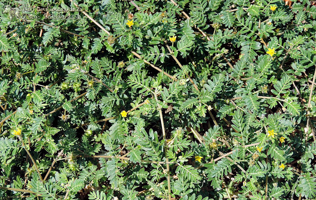 NaturAranjuez: Tribulus terrestris ABROJO