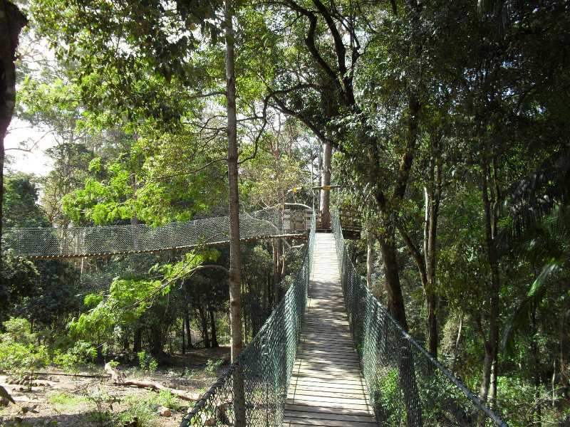 The Wandering Arborist: Wire rope bridges and rigging in trees