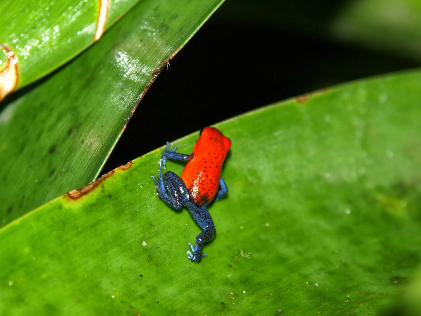 Trips, Pics, and Tales: From Hummingbirds to Frogs!