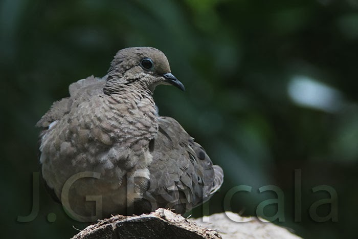 JORGE BARCALA CAMPO: Torcaza en mi jardín