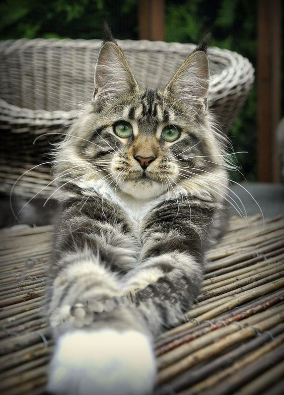 Cute Overload Five Interesting Facts About Maine Coon Cats cute-overload-five-interesting-facts-about-maine-coon-cats