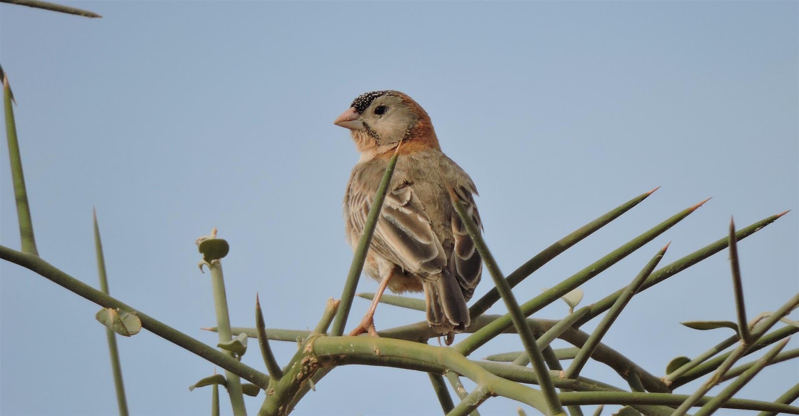 Birding for a Lark: Lake Ganky