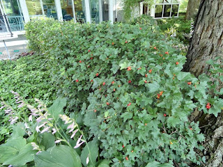 Blog Gilles Lacroix: Des fruits plus qu'il n'en faut