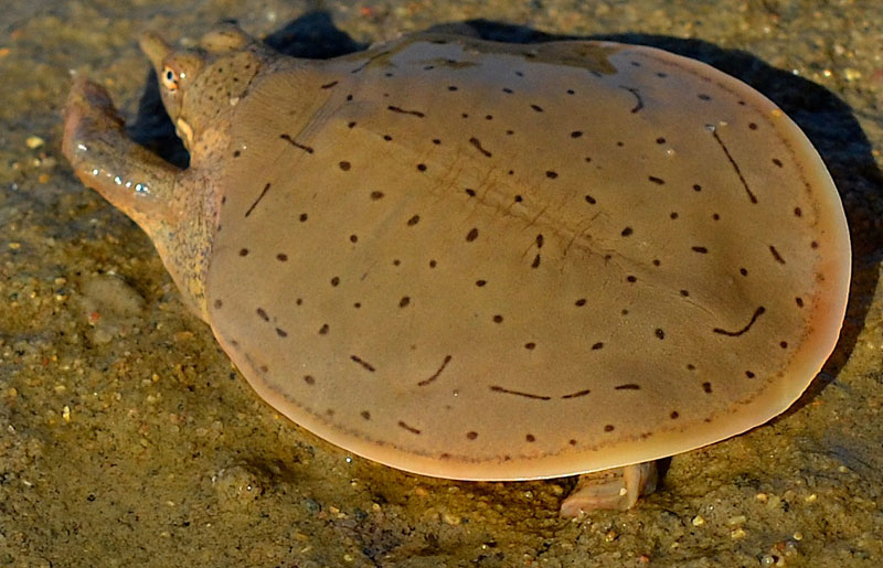 Red and the Peanut: More Midland Smooth Softshell turtle photos...