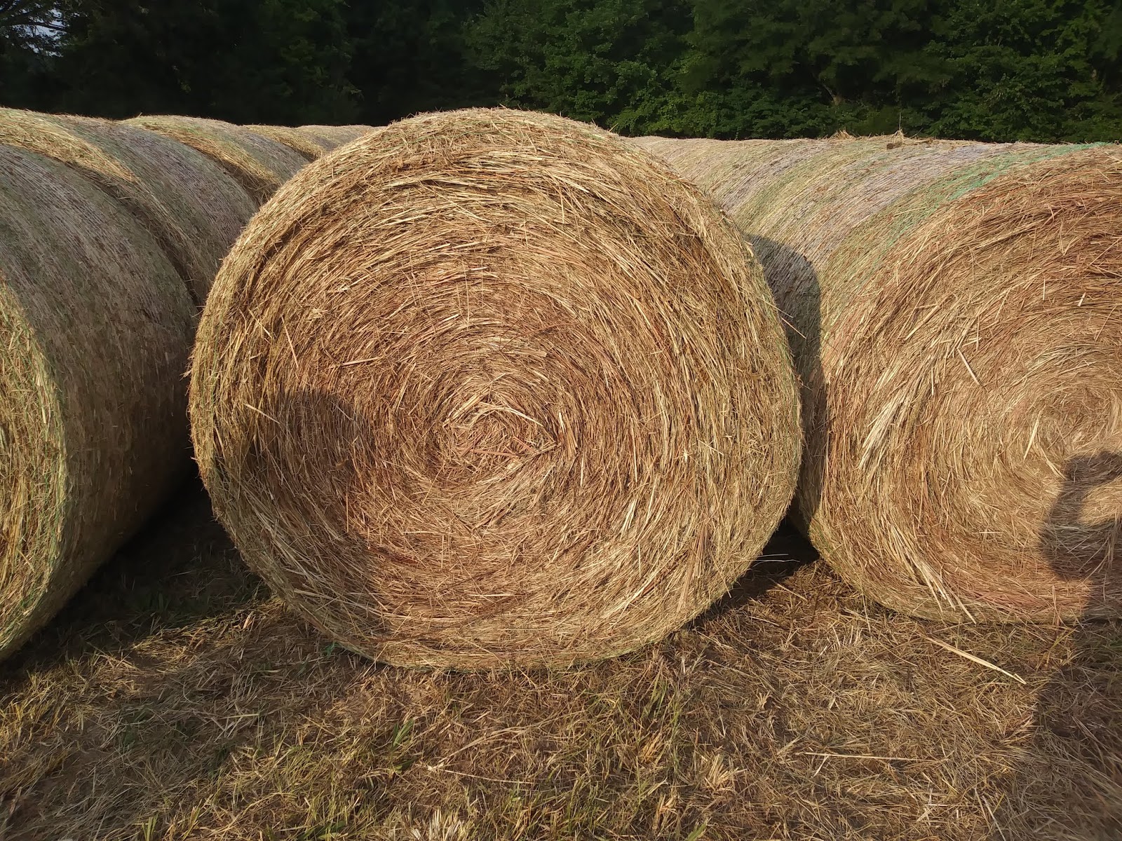 White House Farms: Freshly Baled Ten Loads of Good Hay!