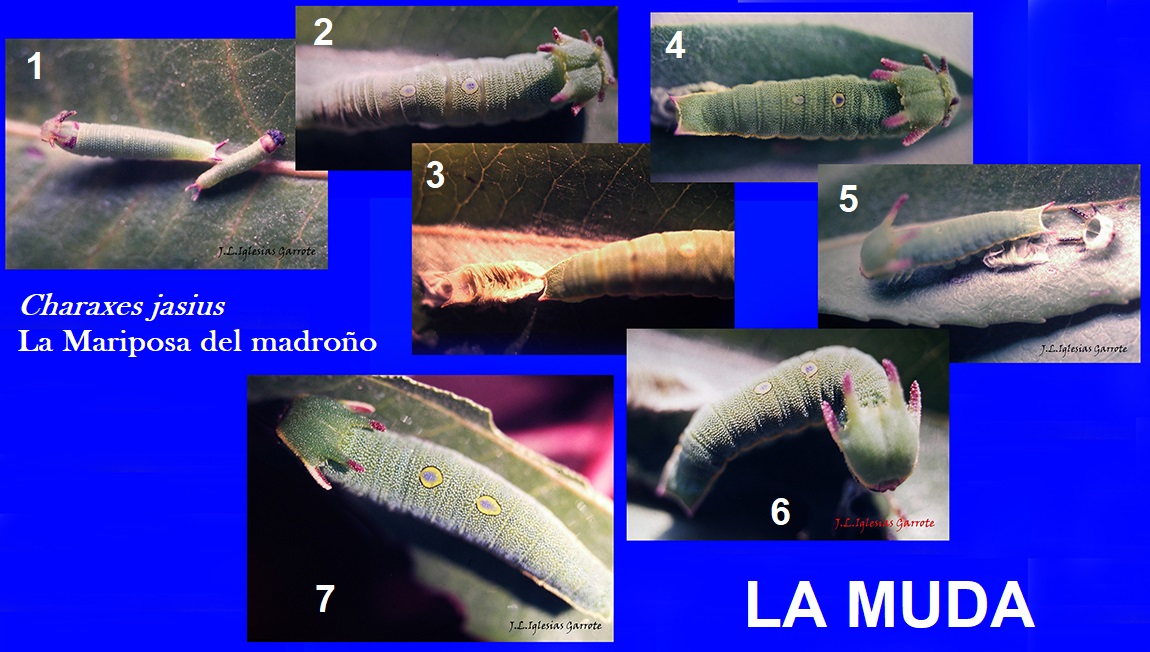 CURIOSIDADES CIENTÍFICAS : La muda o ecdisis
