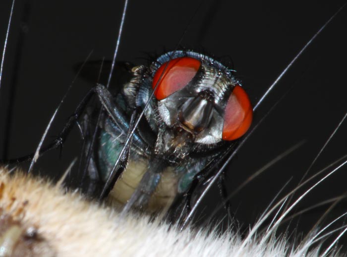 All of Nature: Flies as Decomposers-Disgusting but Necessary