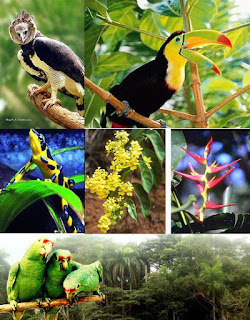 sao paulo,brasil: flora & fauna