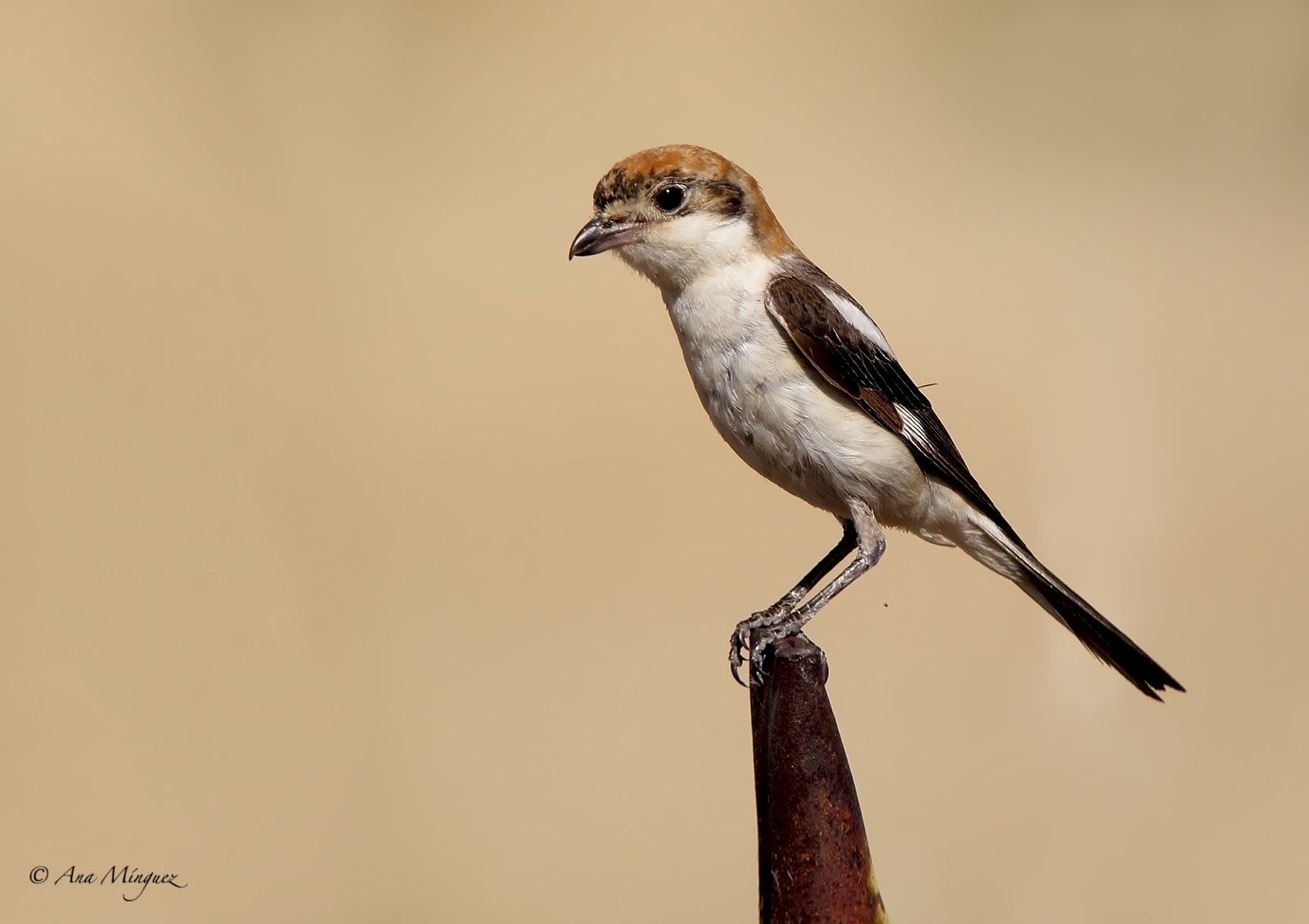 NATURANAFOTOS: Alcaudón común..