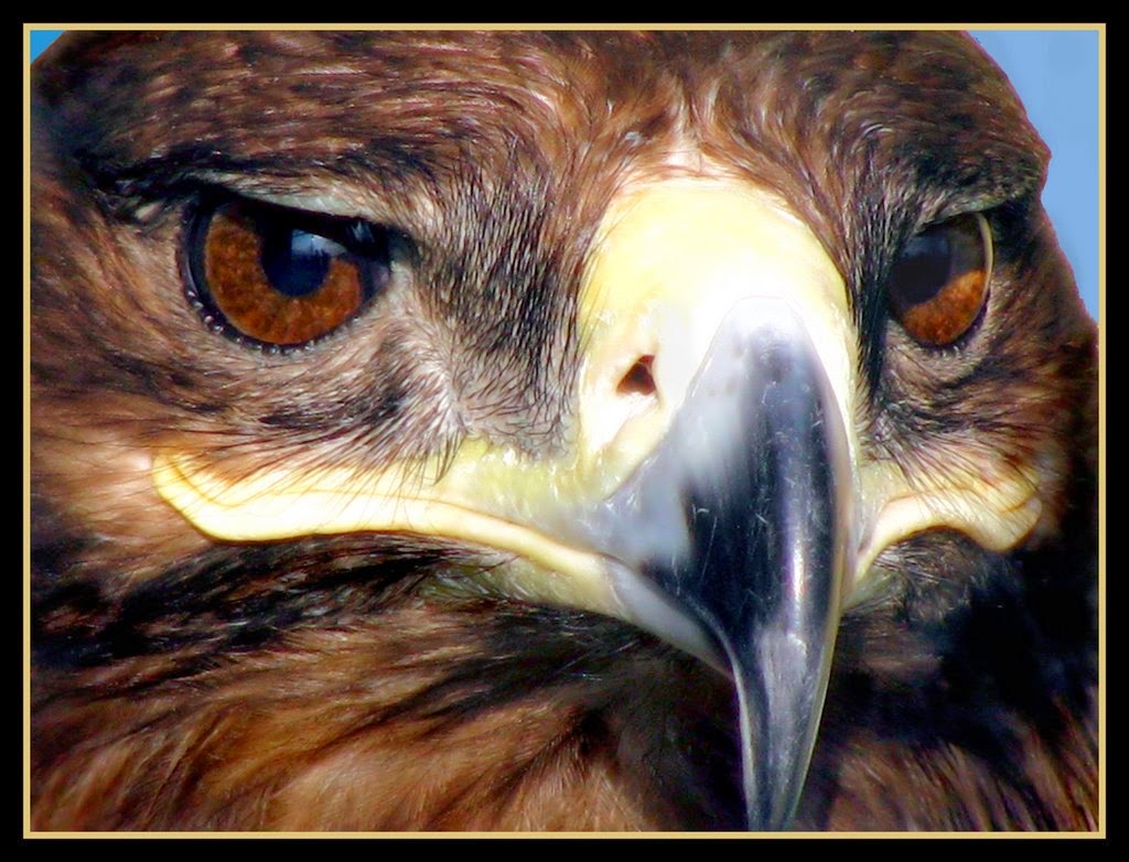 THE EAGLE'S NEST: The Himalayan Golden Eagle