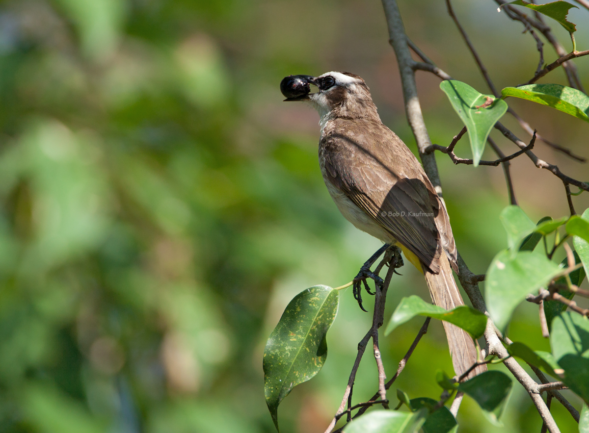 TWO BIRDERS TO GO: That's a lotta bul-buls