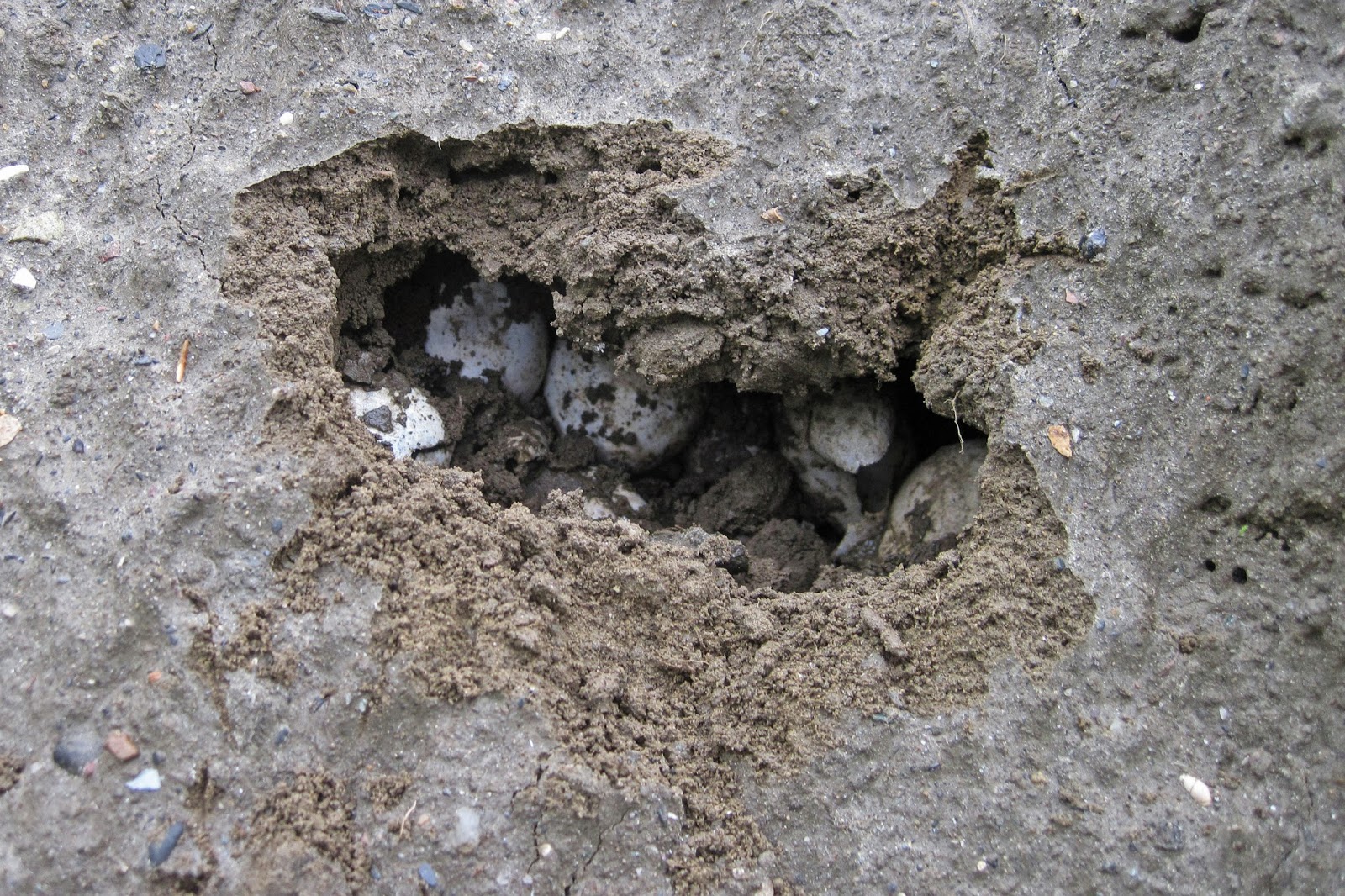 North Branch Nature Center: Snapping Turtle Hatchlings