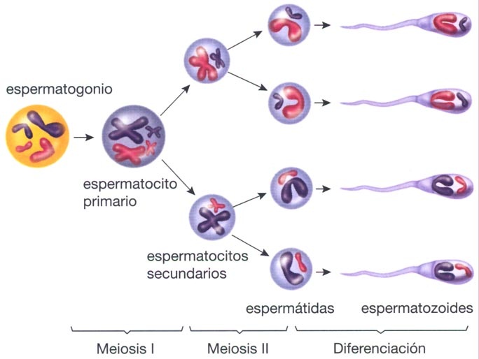 Embriologia Clinica: GAMETOGENESIS