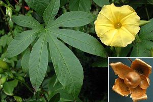 PLANT FAMILIES OF PUERTO RICO AND FLORIDA PAPO VIVES: CONVOLVULACEAE ...