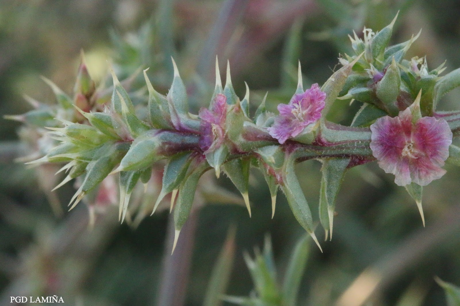 SALSOLA KALI. barrilla pinchosa