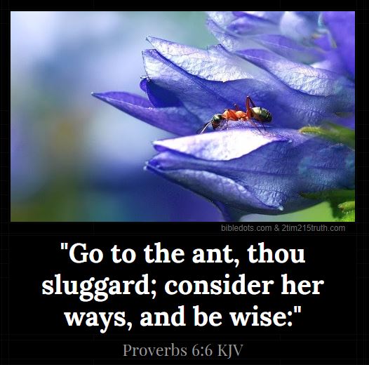 2 Timothy 2:15 Truth: Verse of the Day: Proverbs 6:6 KJV