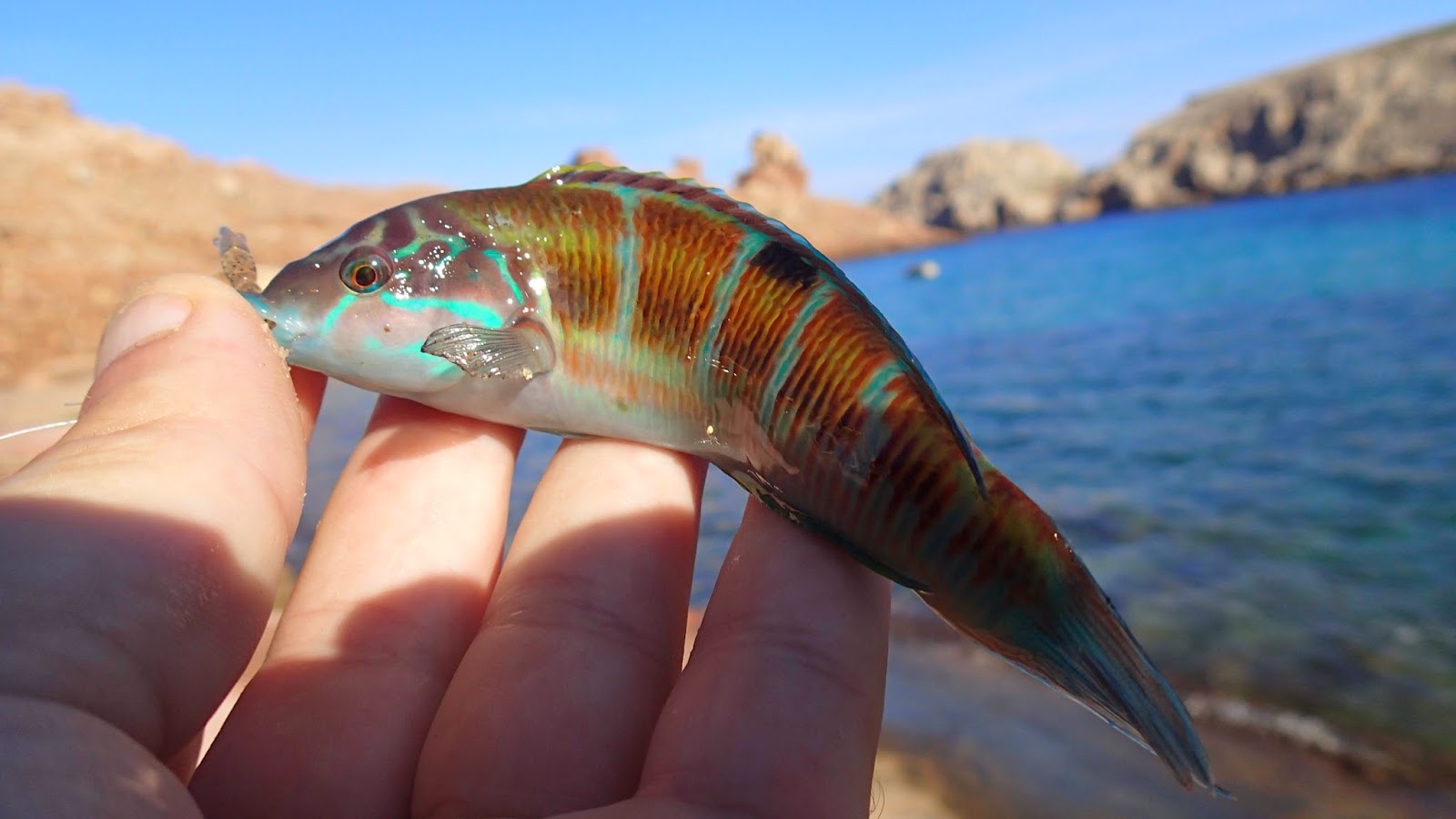 Lure and Light Game: Rockfish Menorca - Cala Morell to Son Parc