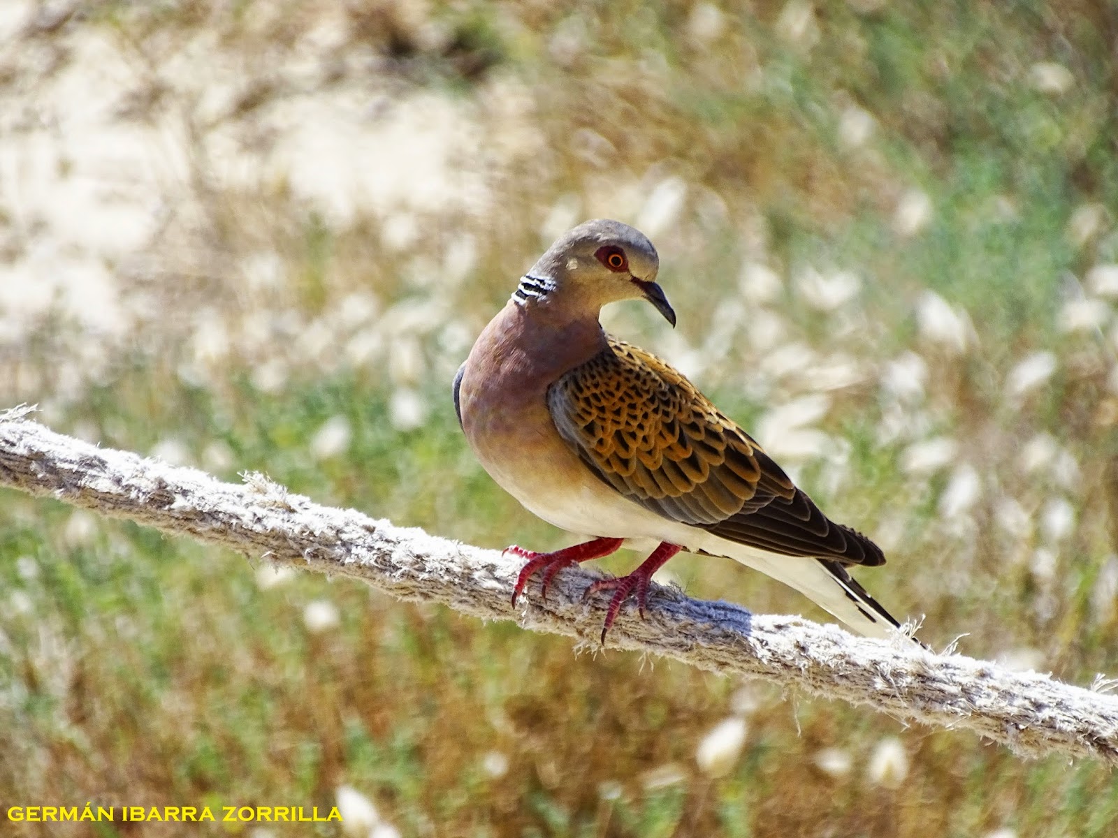FAUNA COMPACTA el blog de Germán Ibarra Zorrilla: Tórtola europea ...