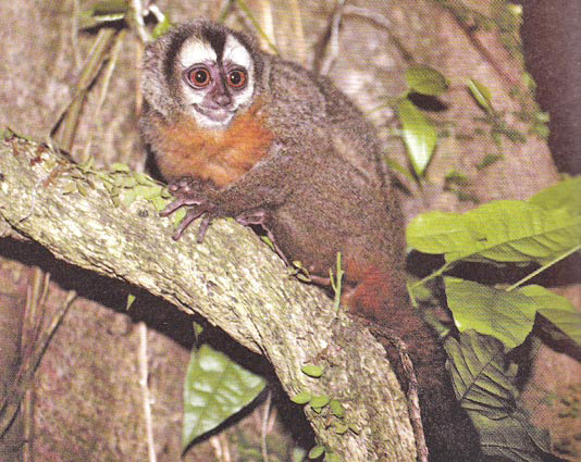 La selva más hermosa del mundo Fauna y Flora del TIPNIS ~ IMAGENES ...