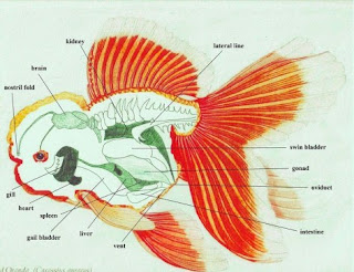ANATOMY goldfish | FISH WORLDs.com