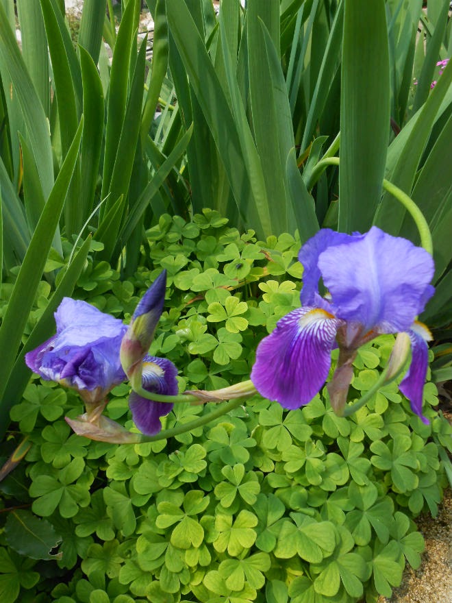 Cro-active: PERUNIKA – IRIS CROATICA