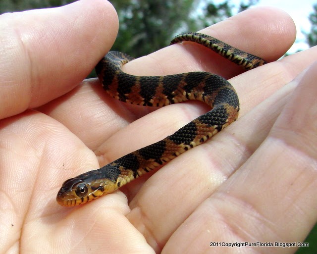Baby Banded Water Snake