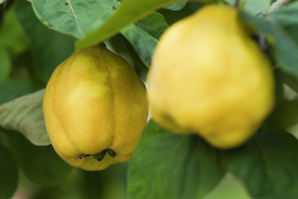 ACravan: QUINCES 2X (JANE GRIGSON)