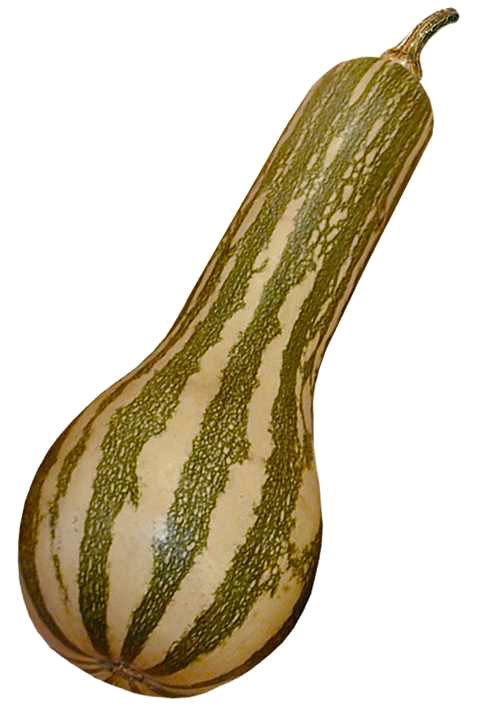 Flavors of Brazil: VEGETABLES OF BRAZIL - The Squash Family (Abóboras)