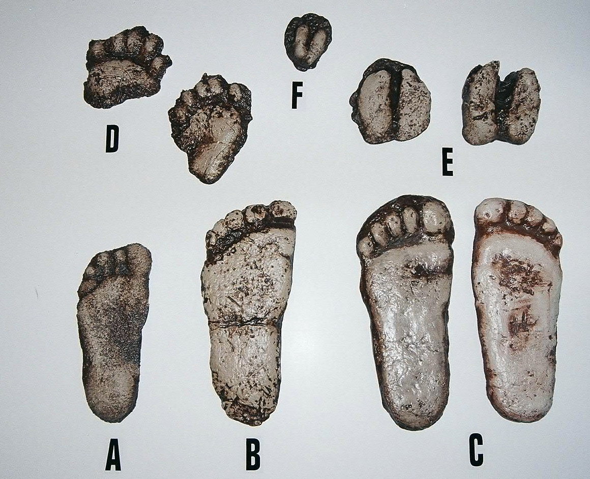 Sasquatch Tracks: Pictures of Sasquatch Tracks and Casts