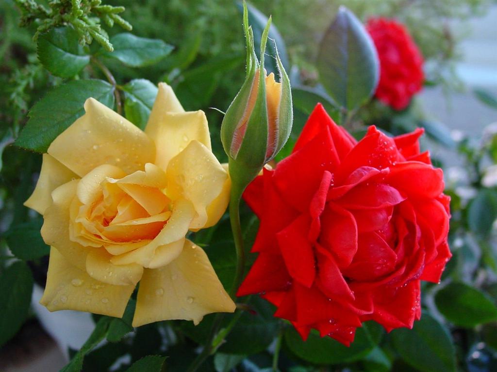 Red and yellow roses | Okay Wallpaper