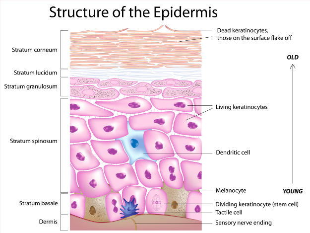 Sistem Integumen Epidermis dan Dermis - Biologi Edukasi: Belajar Sains ...
