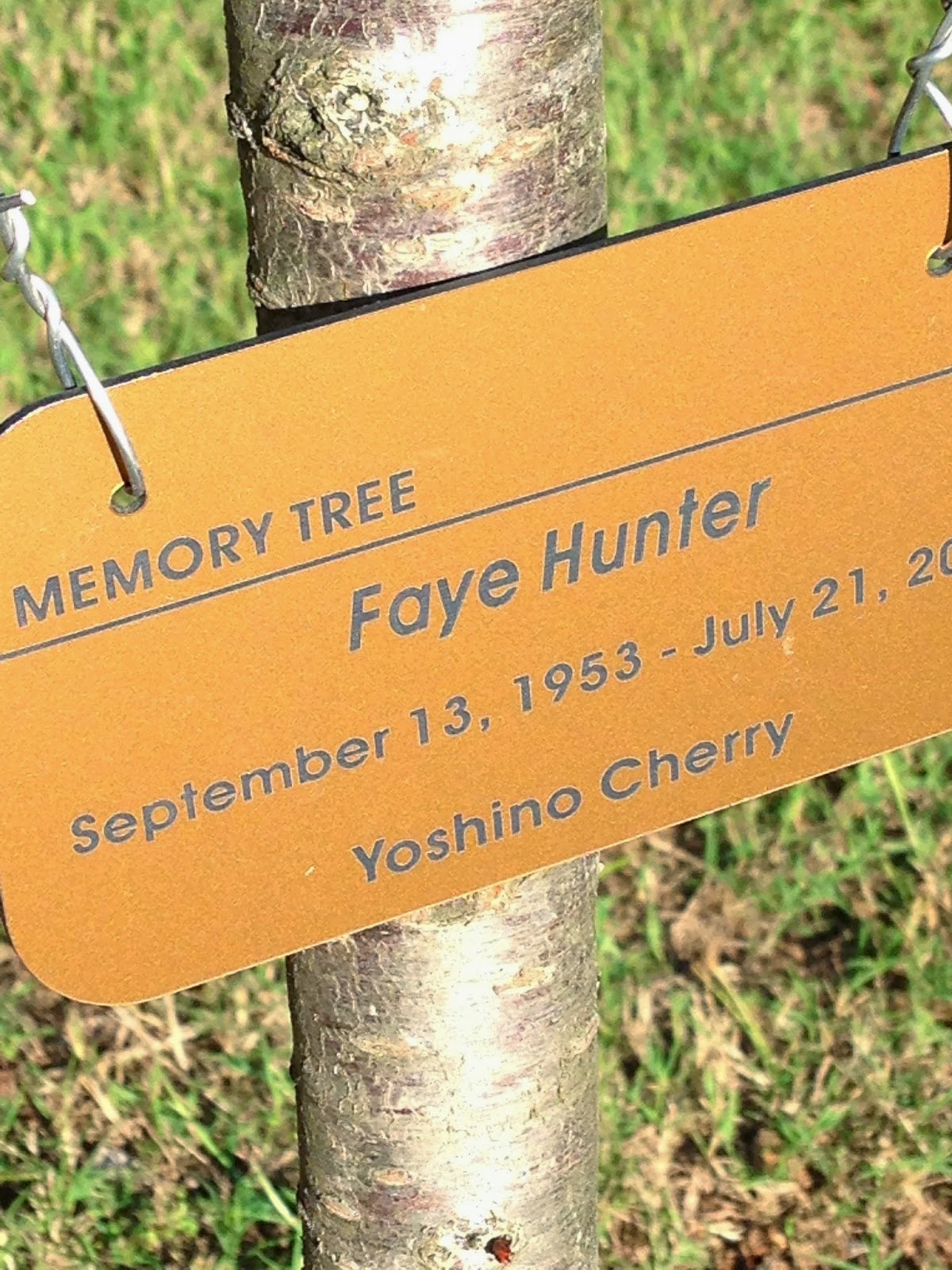 FAYE'S TREE