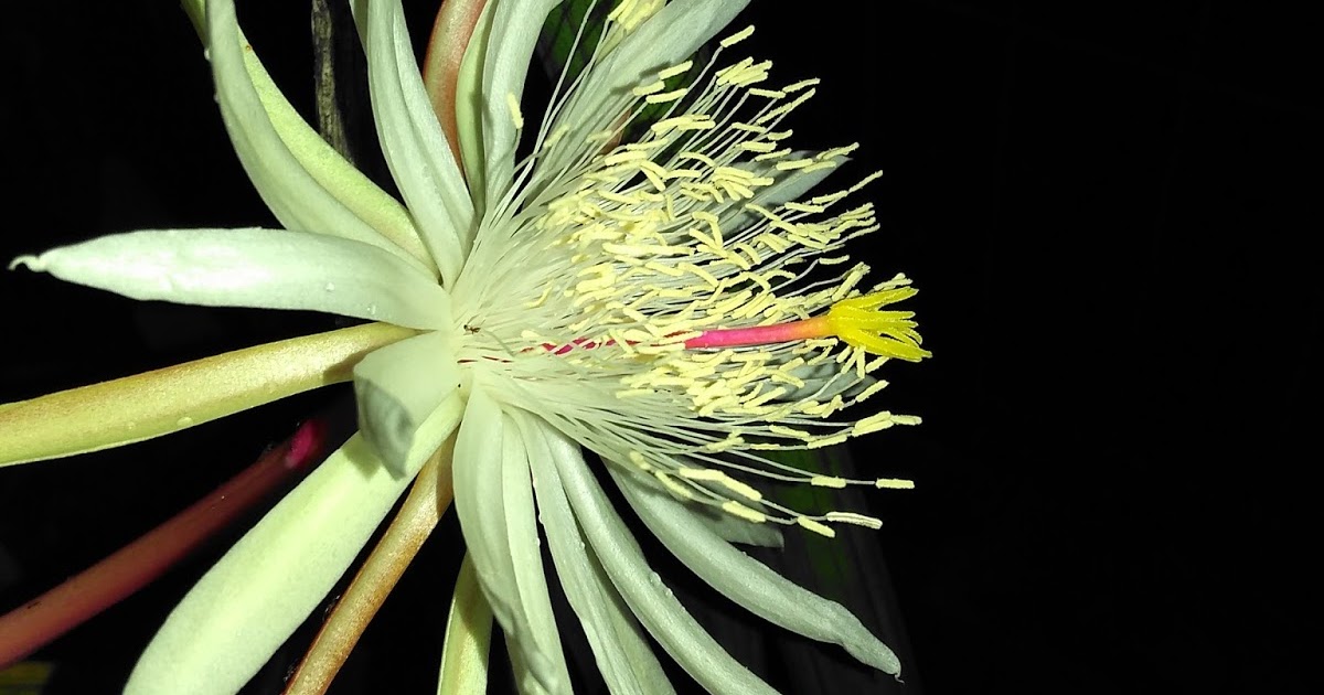 Cara Merawat Tanaman / Bunga Wijaya Kusuma