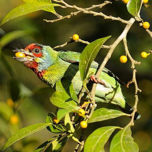 Malabar (Crimson-throated) barbet | Birds of India | Bird World