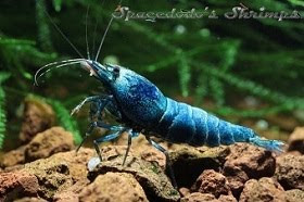 spacedodo shrimps: Anatomie de la crevette