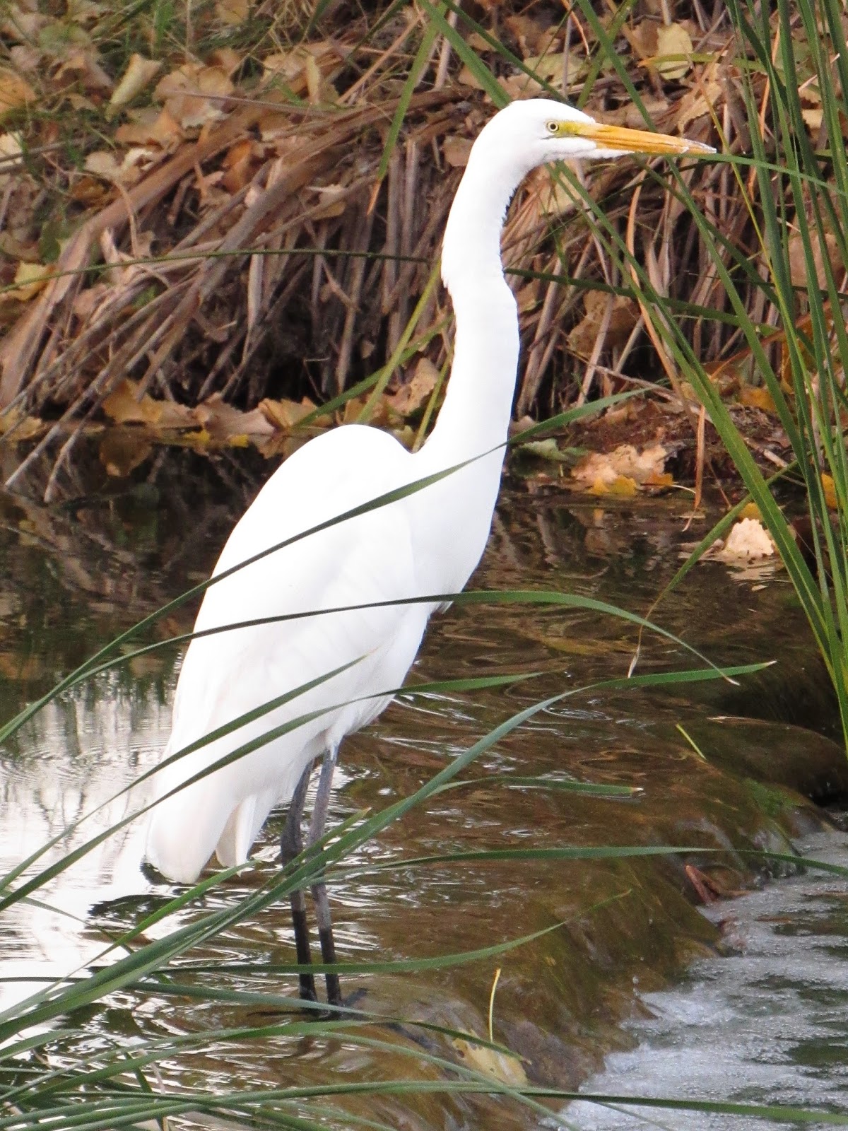 Great Egret at CSU Stanislaus
