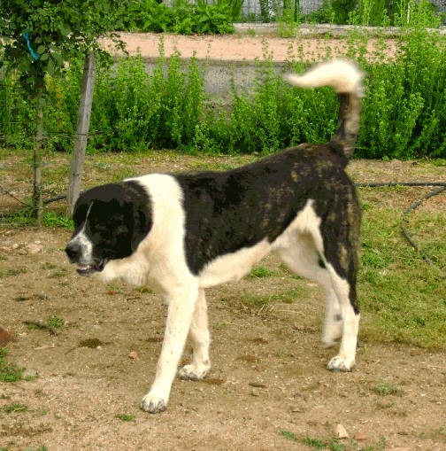 Rafeiro do Alentejo o Rafeiro alentejano