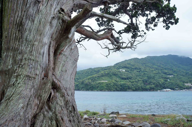 For Your Small Japanese Garden by YUKIMONO: Osezaki where bonsai ...