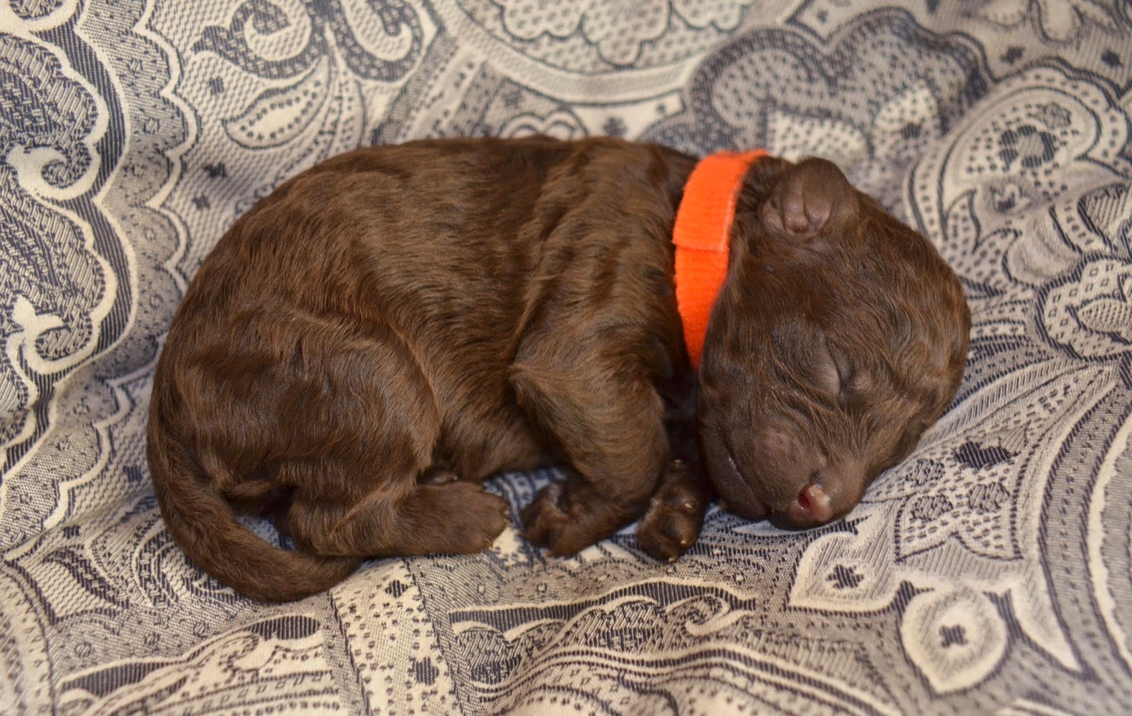 Hickory Tavern Farm Barbet: Meet the Barbet Puppies!